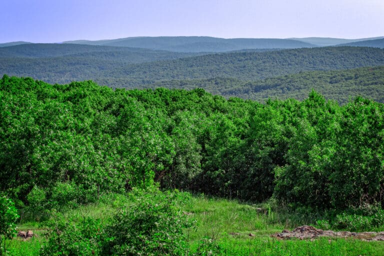 Ozark Mountain State Park Visitor's Guide (Top Spots To See)