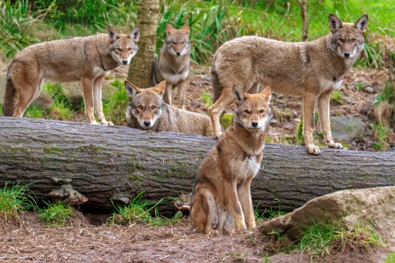 Are There Wolves in Arkansas? (Nope.)
